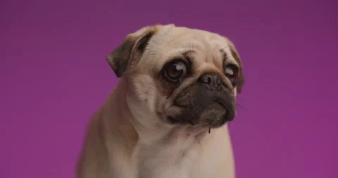 mops dog licking his mouth, looking to t... | Stock Video | Pond5