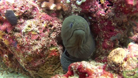 Moray eel on background colorful coral u... | Stock Video | Pond5