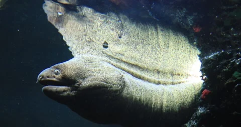 Moray eel emerging from dark reef cave u... | Stock Video | Pond5