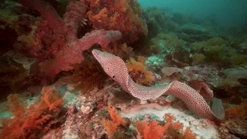Moray eel swimming on a tropical coral ... | Stock Video | Pond5