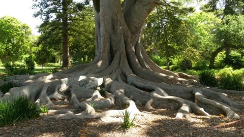 Moreton Bay Fig tree roots buttress, tru... | Stock Video | Pond5