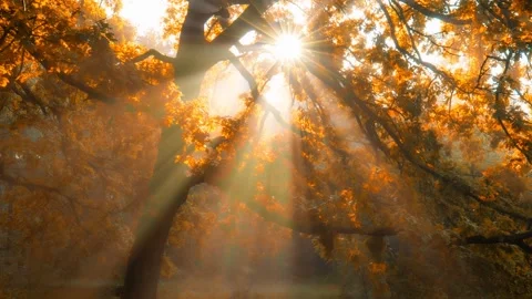 Sun Rays Forest Stock Videos – Royalty-Free HD & 4K Videos