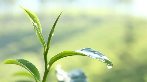 Tea Stock Footage ~ Royalty Free Stock Videos | Pond5