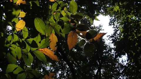 morning sun light rays sunshine flare in... | Stock Video | Pond5