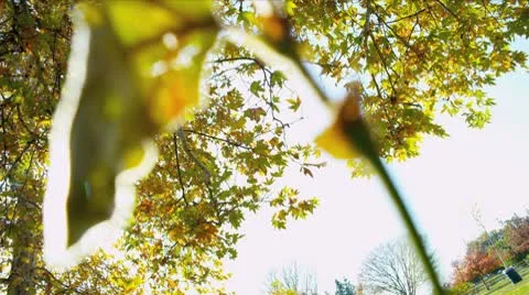 Morning Sun Park Fall Leaves | Stock Video | Pond5