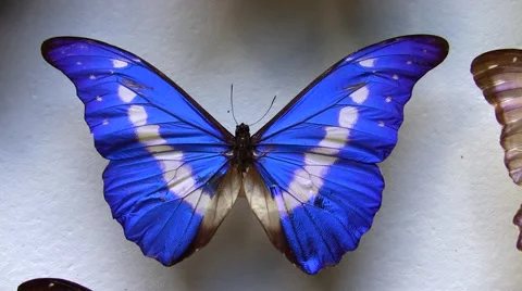 Morpho helena butterfly ease out | Stock Video | Pond5