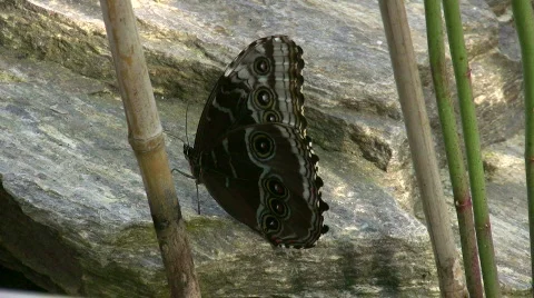 Morpho peleides butter rest on rock, Bot... | Stock Video | Pond5