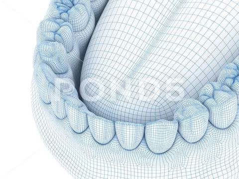 Morphology of mandibular human gum and teeth. Wire 3d model ...