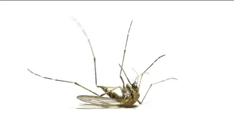 Dying Insect Stock Videos – Royalty-Free HD & 4K Videos