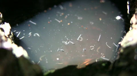 Mosquito larvae are swimming in pool of ... | Stock Video | Pond5