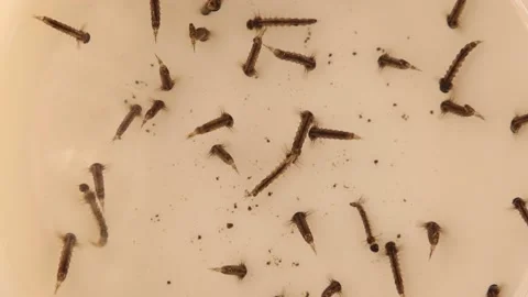 Mosquito larvae. Life cycle of Mosquitoe... | Stock Video | Pond5