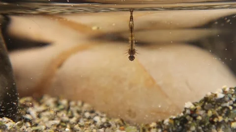 Mosquito larvae. Life cycle of Mosquitoe... | Stock Video | Pond5