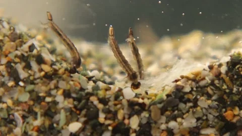 Mosquito larvae. Life cycle of Mosquitoe... | Stock Video | Pond5