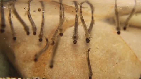 Mosquito larvae. Life cycle of Mosquitoe... | Stock Video | Pond5