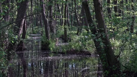 Quagmire Stock Videos – Royalty-Free HD & 4K Videos | Pond5