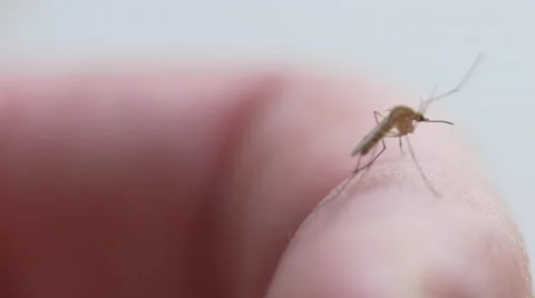 Mosquito Stock Video Footage | Royalty Free Mosquito Videos | Pond5