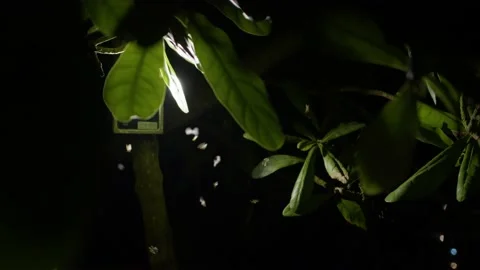 Mosquitoes at night around lamp light | Stock Video | Pond5