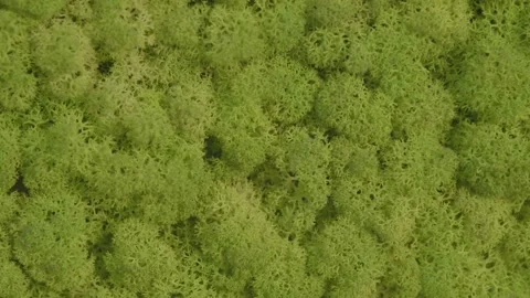 Moss Wall Texture Stock Videos – Royalty-Free HD & 4K Videos | Page 2