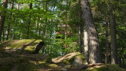 Moss covered rock formations with pine t... | Stock Video | Pond5