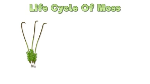 Plant Life Cycles Stock Video Footage | Royalty Free Plant Life Cycles Videos | Pond5