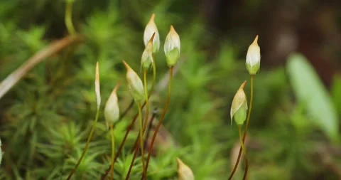 Moss with reproductive sporophytes (the ... | Stock Video | Pond5