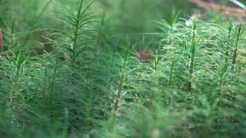 Mosses are small flowerless plants that ... | Stock Video | Pond5