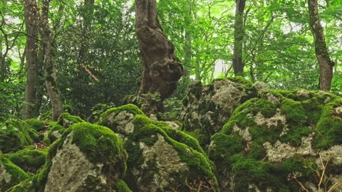 Beech With Rocks Stock Videos – Royalty-Free HD & 4K Videos
