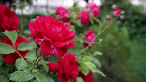 The most beautiful dark pink roses, natu... | Stock Video | Pond5