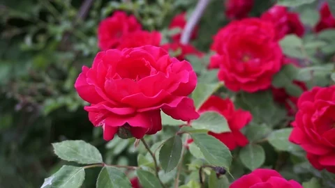 The most beautiful dark pink roses, natu... | Stock Video | Pond5