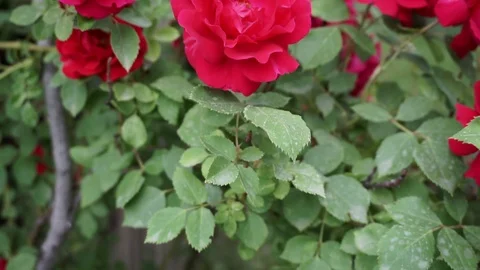 The most beautiful dark pink roses, natu... | Stock Video | Pond5
