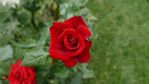 The most beautiful red roses, red rose t... | Stock Video | Pond5