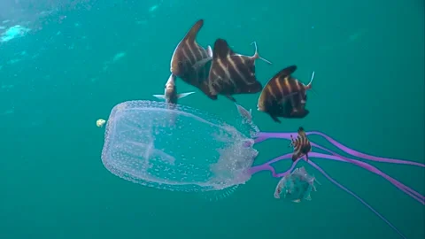Most dangerous box jellyfish swim horizo... | Stock Video | Pond5