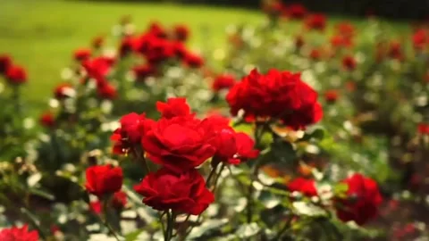 Want2Fuc Video Stock Videos – Royalty-Free HD & 4K Videos | Page 2