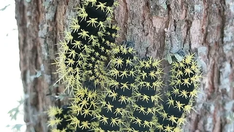 Moth caterpillars - Hylesia nigricans | Stock Video | Pond5