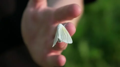 moth crawling on the hand, large moth on... | Stock Video | Pond5