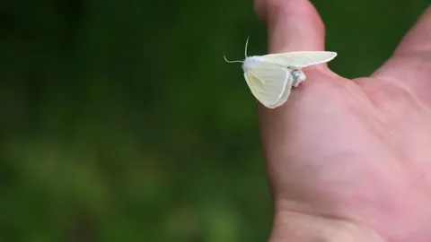 moth crawling on the hand, large moth on... | Stock Video | Pond5