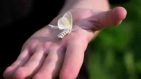 moth crawling on the hand, large moth on... | Stock Video | Pond5