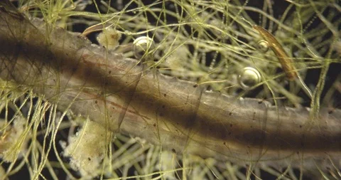 Moth fly larva. Size comparison, Middle... | Stock Video | Pond5