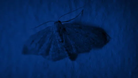Moth Lands On Wall And Flies Off At Nigh... | Stock Video | Pond5