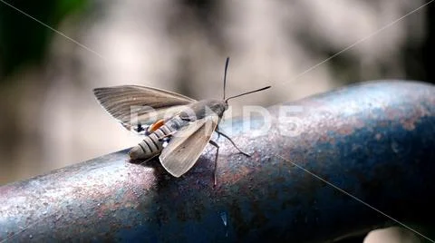 Photograph: Moth still on a metal tube to blend in with a blurred ...
