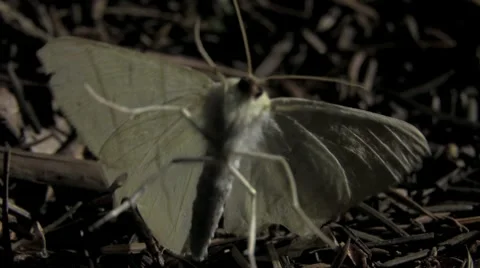 Moth Stock Footage ~ Royalty Free Stock Videos | Pond5