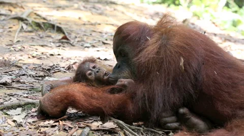 Mother and baby orangutan relaxing on fo... | Stock Video | Pond5