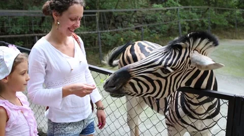 Mother and her daughter is feeding zebra... | Stock Video | Pond5