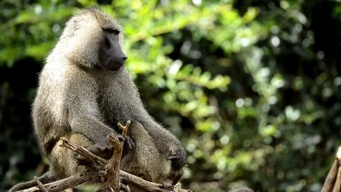 Baboon Stock Videos – Royalty-Free HD & 4K Videos