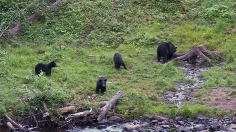 Mother black bear protecting her cubs in... | Stock Video | Pond5