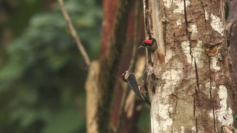 Mother Hole Stock Videos – Royalty-Free HD & 4K Videos