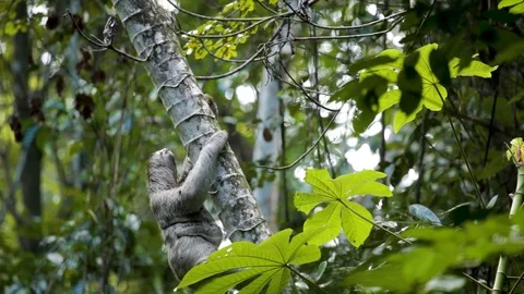 Carrying The Baby Stock Videos – Royalty-Free HD & 4K Videos | Pond5