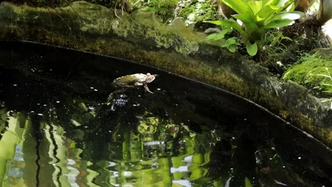 Mother common toad trying to jump out of... | Stock Video | Pond5