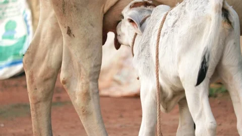 Cowcow Milk Drink Stock Videos – Royalty-Free HD & 4K Videos