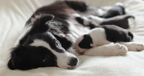 Mother Gives H Stock Videos – Royalty-Free HD & 4K Videos | Pond5